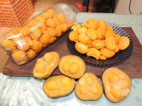 Conserva de pequi: 3 formas de preservar a fruta por mais tempo