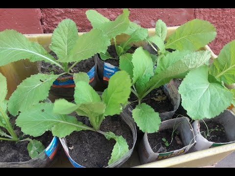 6 Benefícios da semente de mostarda