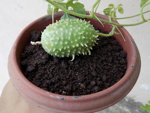 Propriedades e benefícios do maxixe para a sua saúde