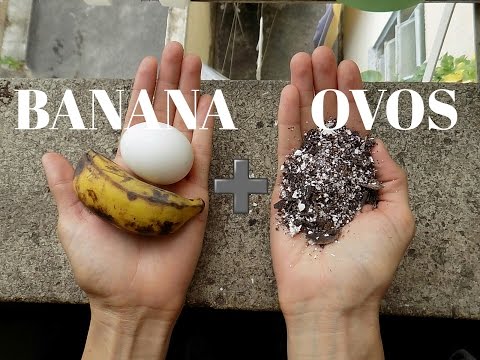 Benefícios e propriedades da casca do ovo