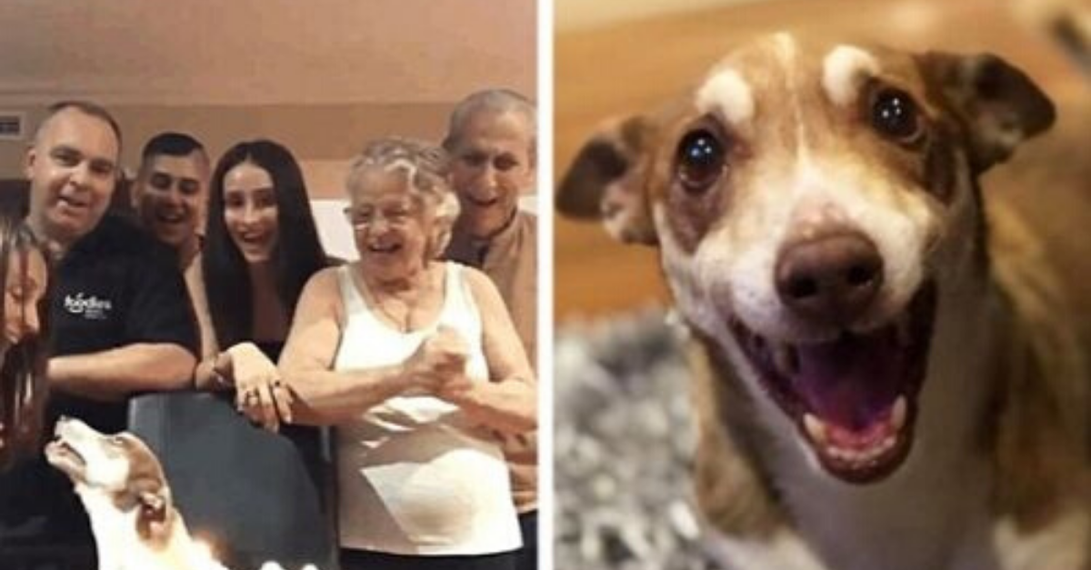 Estas 20 fotos fofas vão deixar o seu dia mais alegre