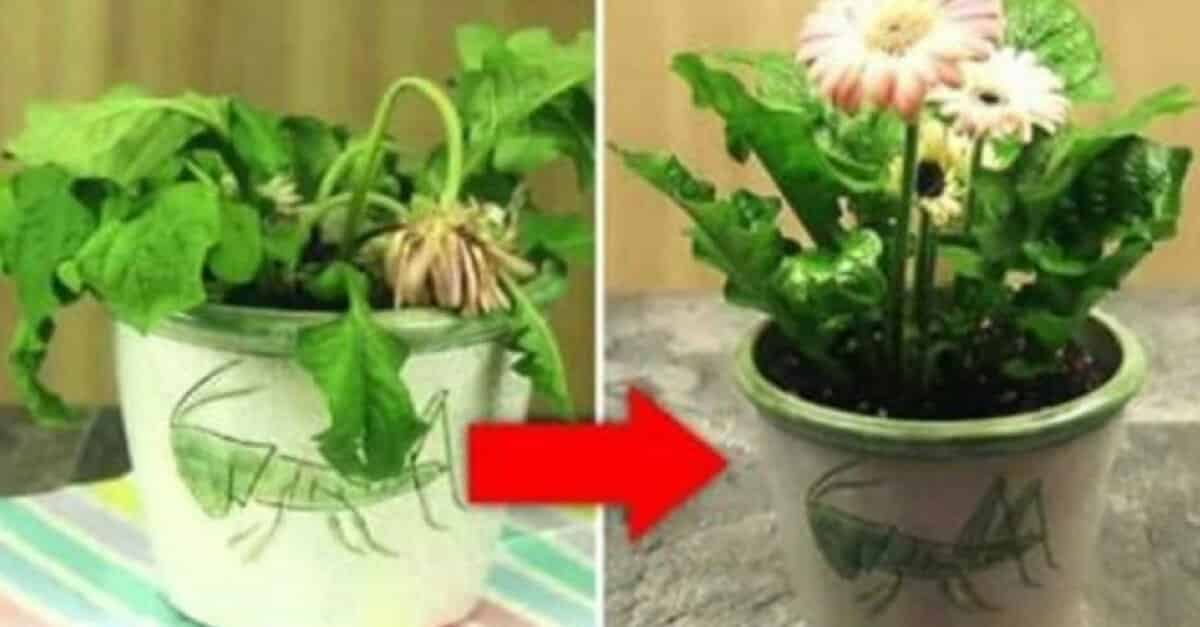 Como fazer adubo caseiro: aprenda 5 formas diferentes - Dicas Online