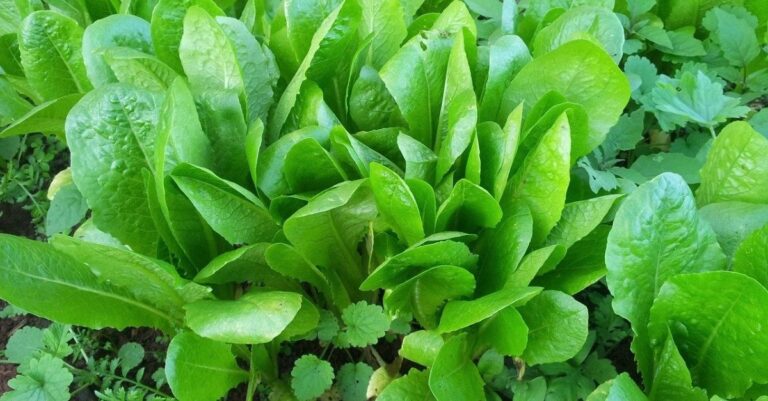 Benefícios do almeirão para a saúde e como cultivar em casa