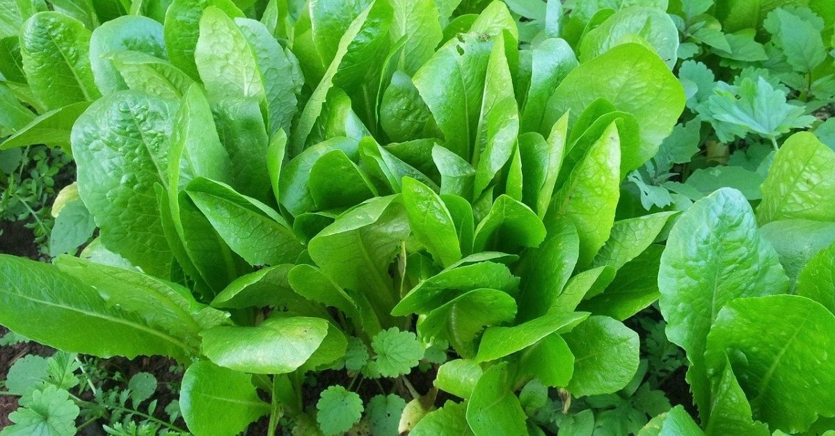 Benefícios do almeirão para a saúde e como cultivar em casa