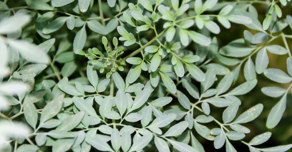 Benefícios espirituais da arruda e como utilizar a planta para se proteger