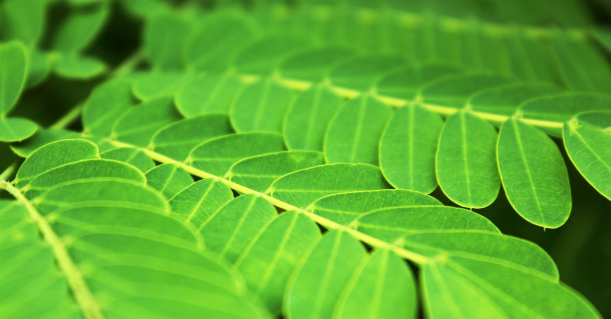 Para que serve e como fazer chá de moringa