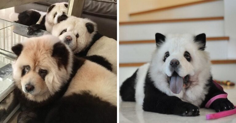 Chow chow panda existe mesmo? Veja fotos fofas!