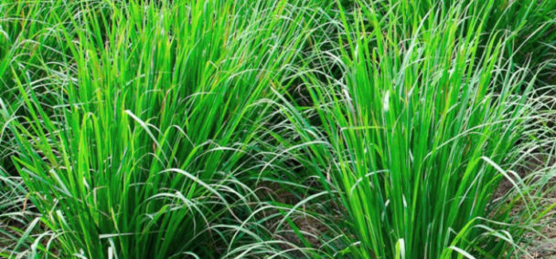 Benefícios e para que serve a citronela