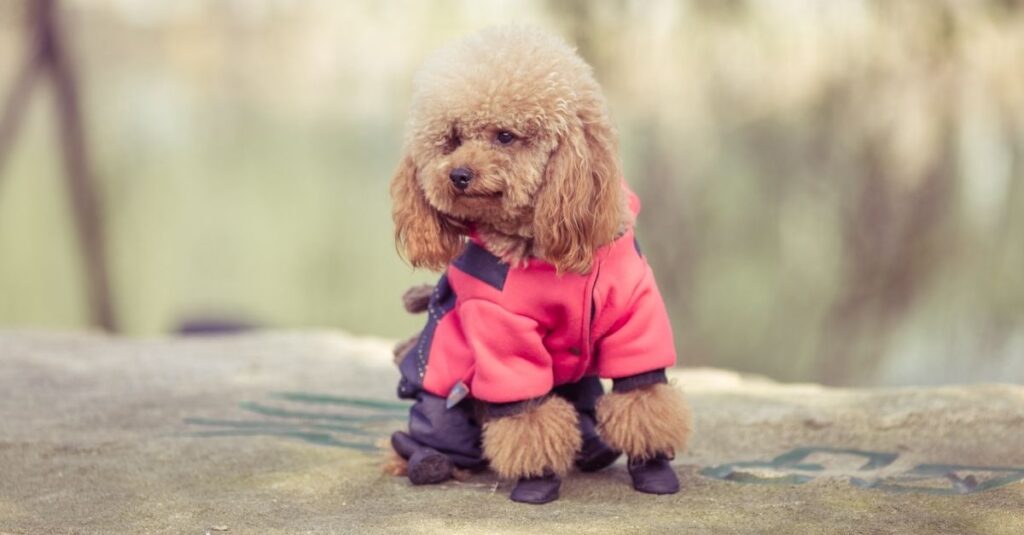 Conheça os tipos de poodle e suas características