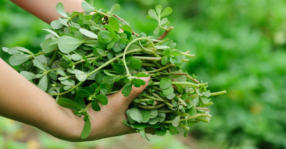 Beldroega: conheça seus benefícios para a saúde