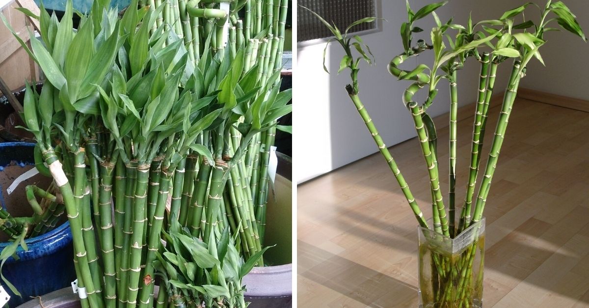 Dicas de cultivo do bambu da sorte — e como fazer trançado decorativo