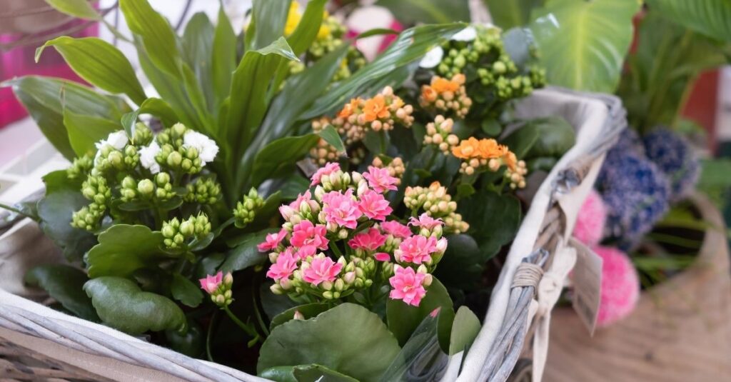 Flores de inverno: variedades para ter um jardim florido o ano inteiro