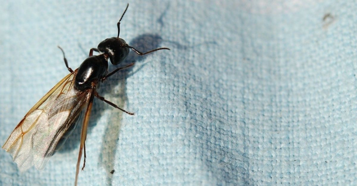 Formiga de asa: o inseto que aparece em casa quando chove