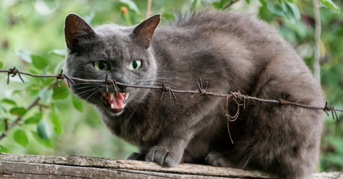 Gato agressivo: quais os motivos e como lidar?