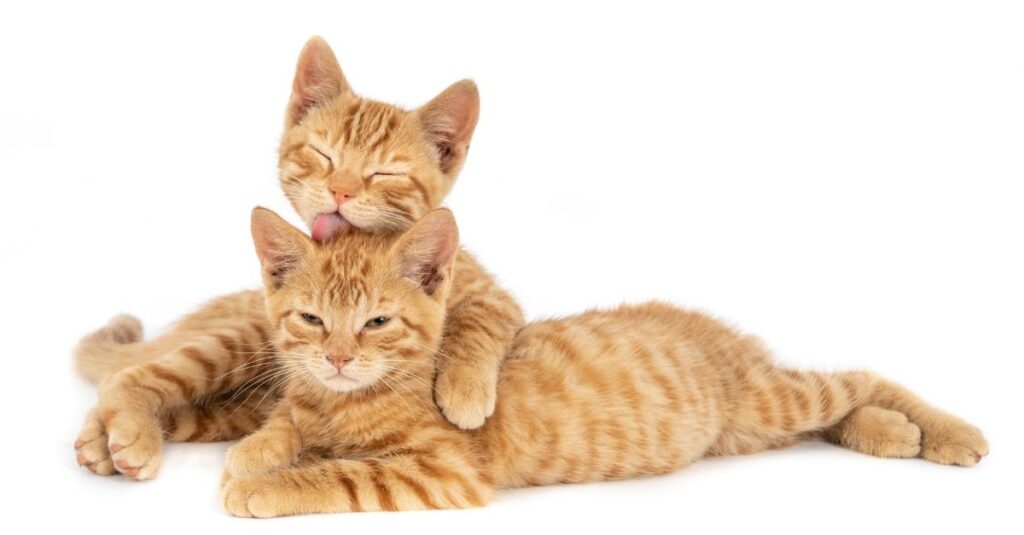 Gato filhote: Conheça os estágios do crescimento dos gatos