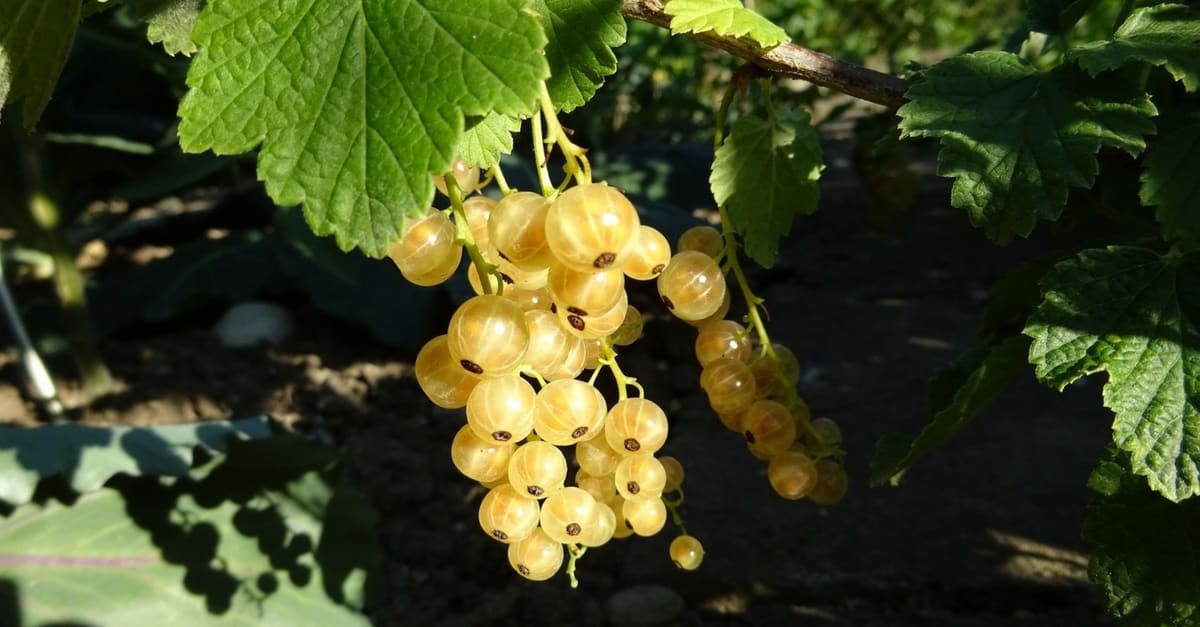 Gooseberry Indiano, já ouviu falar?