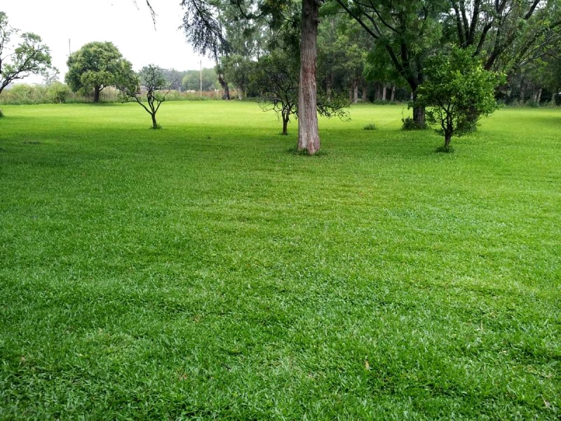 5 Tipos de grama: conheça as características para escolher a grama ideal