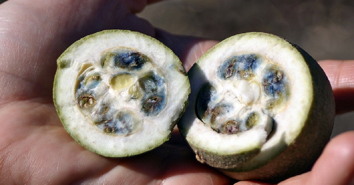 Benefícios e como consumir jenipapo?