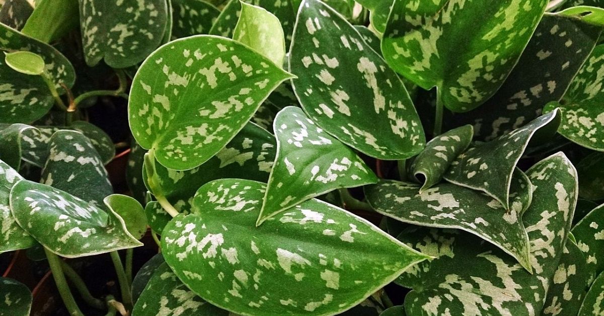 Jiboia-prateada: uma planta linda e fácil de cuidar