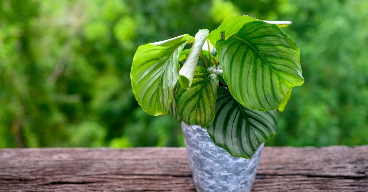 Marantas ou Calatheas: como cuidar dessas plantas ornamentais