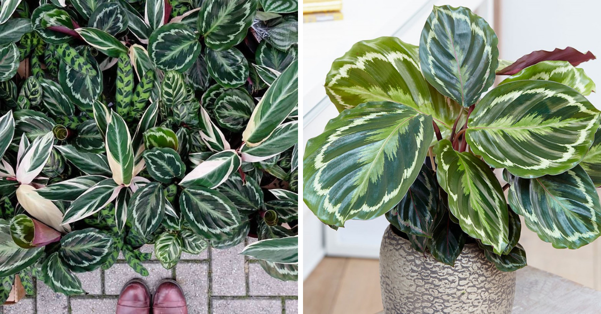 Marantas ou Calatheas: como cuidar dessas plantas ornamentais