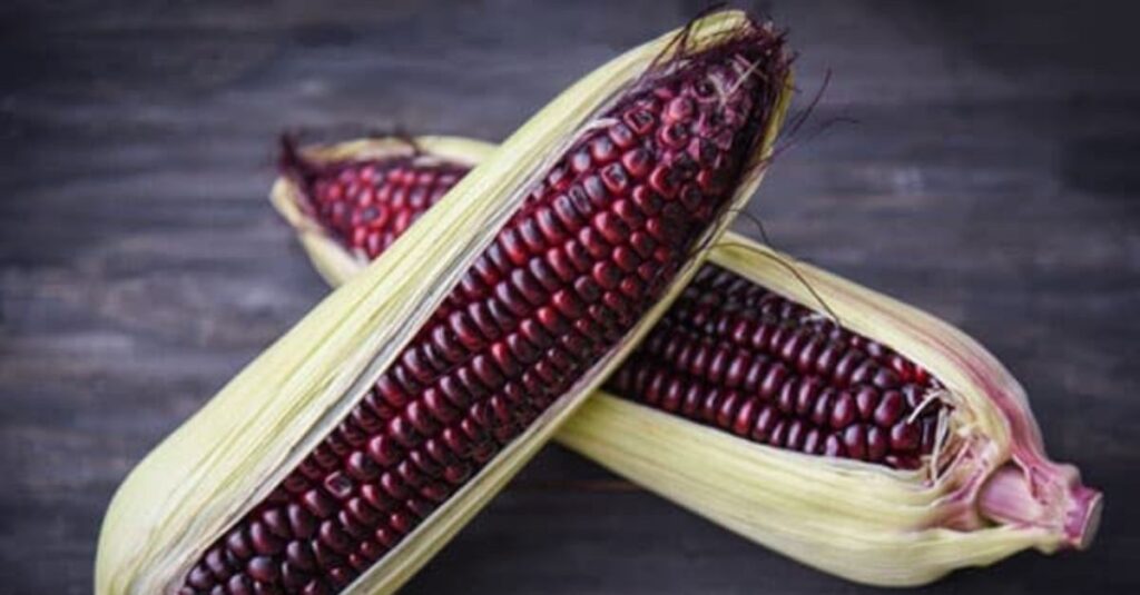 Milho roxo: uma variedade peruana cheia de benefícios