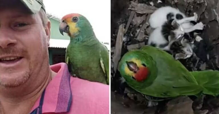 Papagaio fêmea adota filhotinhos de gato abandonados
