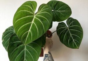 Filodendro: um gênero de plantas belíssimas para cultivar