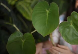 Filodendro: um gênero de plantas belíssimas para cultivar