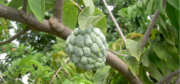 7 Benefícios da pinha