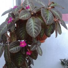 Planta-tapete: veja como cuidar dessa linda verdinha brasileira