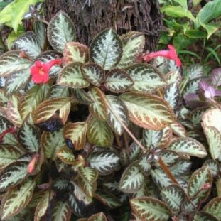 Planta-tapete: veja como cuidar dessa linda verdinha brasileira