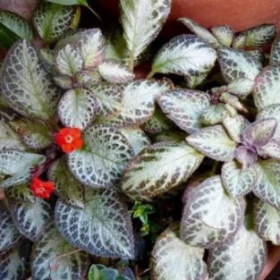 Planta-tapete: veja como cuidar dessa linda verdinha brasileira