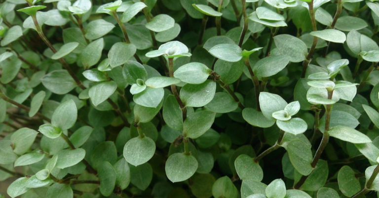 5 Plantas rasteiras para jardim e vasos