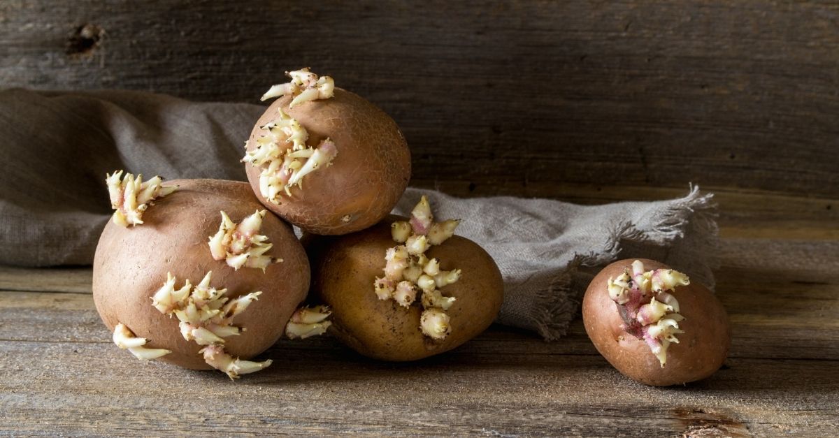 Pode comer batata que está brotando?