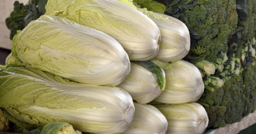 Receitas com acelga: fáceis, saborosas e muito nutritivas!