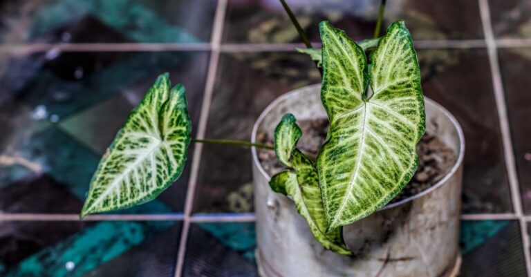 Singônio: como cuidar da planta que muda de aparência ao envelhecer