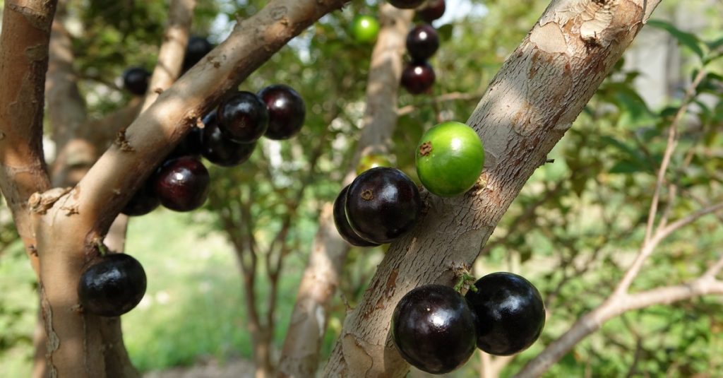 Como fazer e benefícios do suco de jabuticaba
