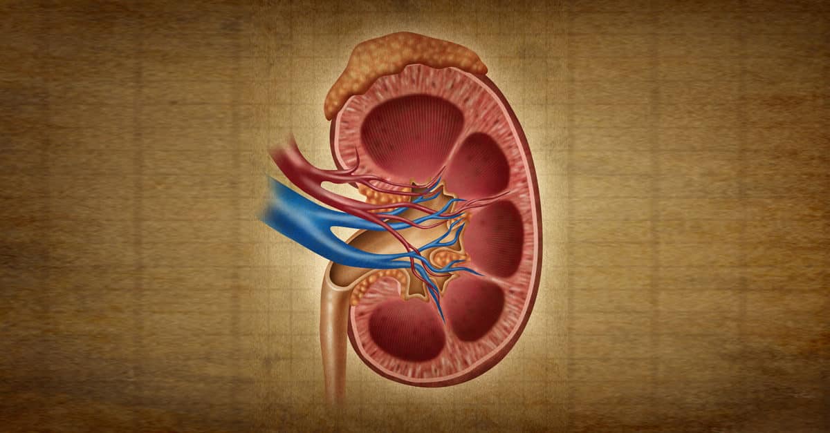 Cientistas lançam projeto inovador para rim biônico