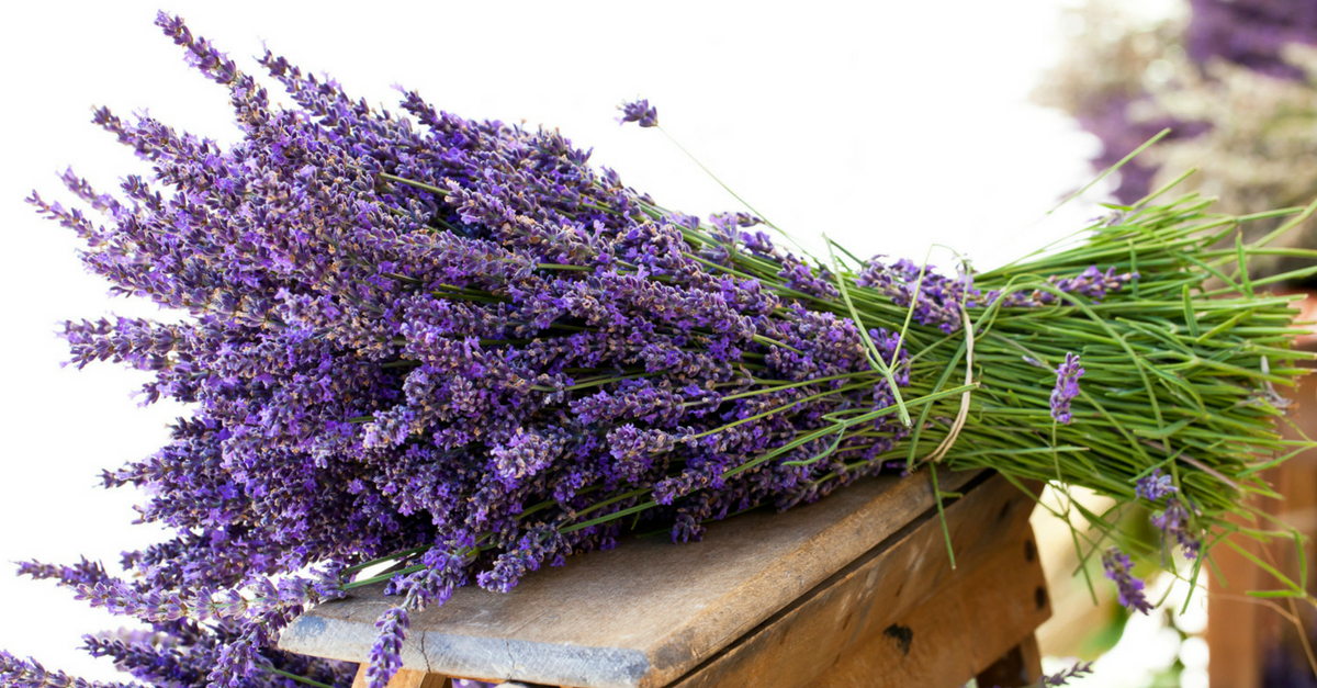 Benefícios e usos da lavanda: uma planta medicinal e ornamental