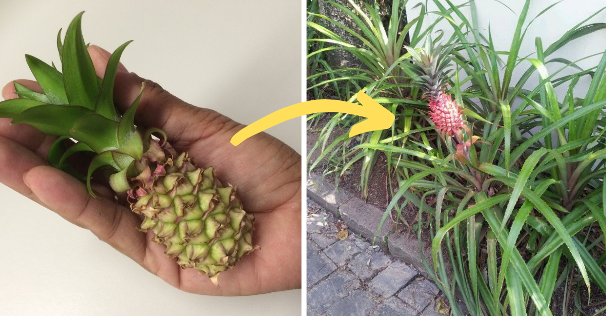 Abacaxi-ornamental: dicas para cultivar essa belíssima planta