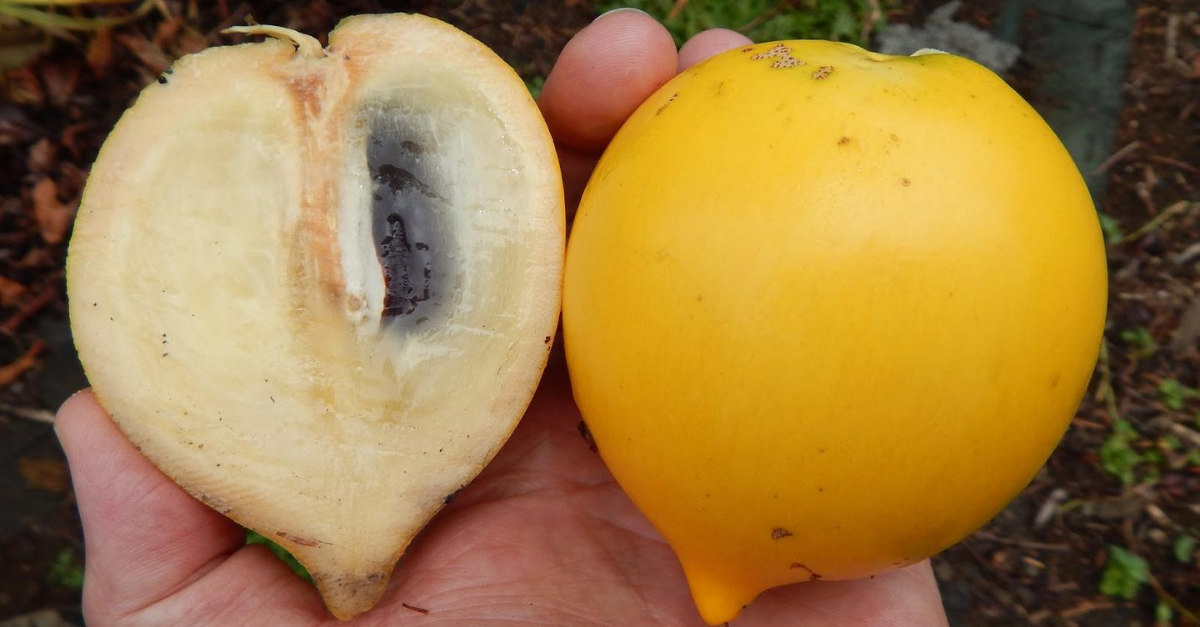 Abiu: já ouviu falar dessa fruta medicinal?