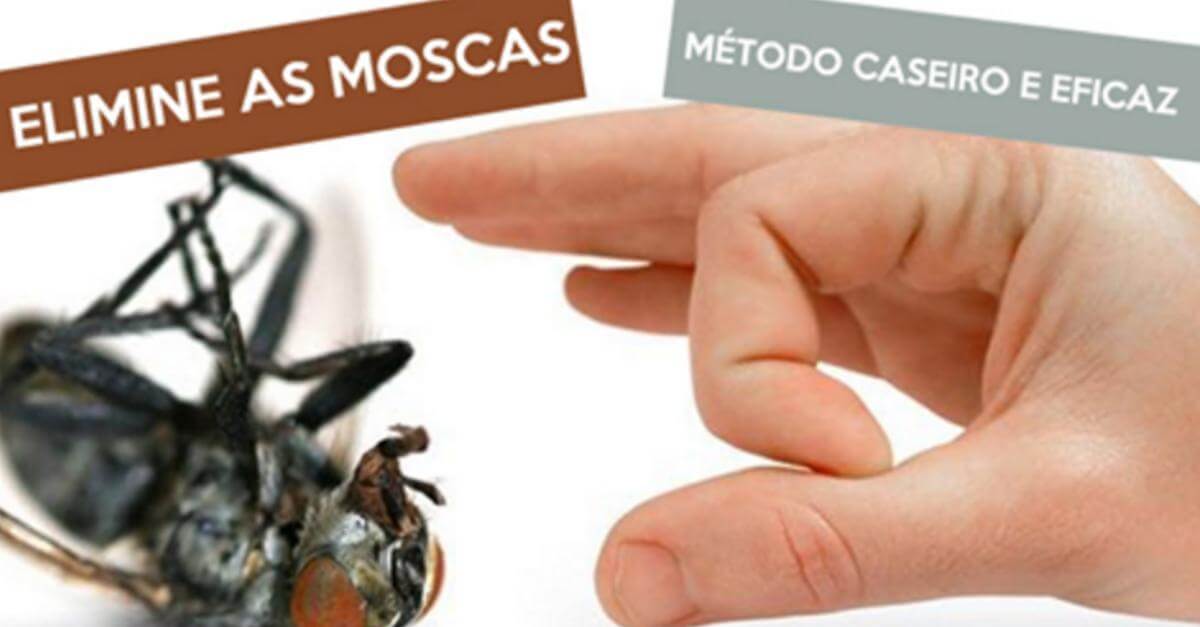 Dicas naturais para repelir moscas