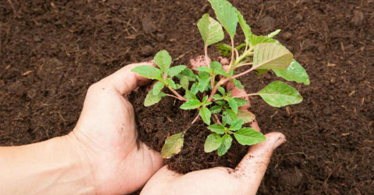 Como fazer adubo caseiro: aprenda 5 formas diferentes