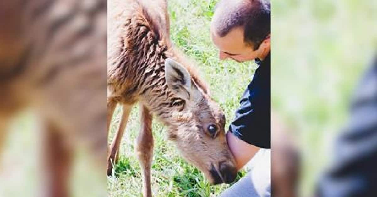 Bebê alce resgatada volta todos os dias para visitar seu salvador