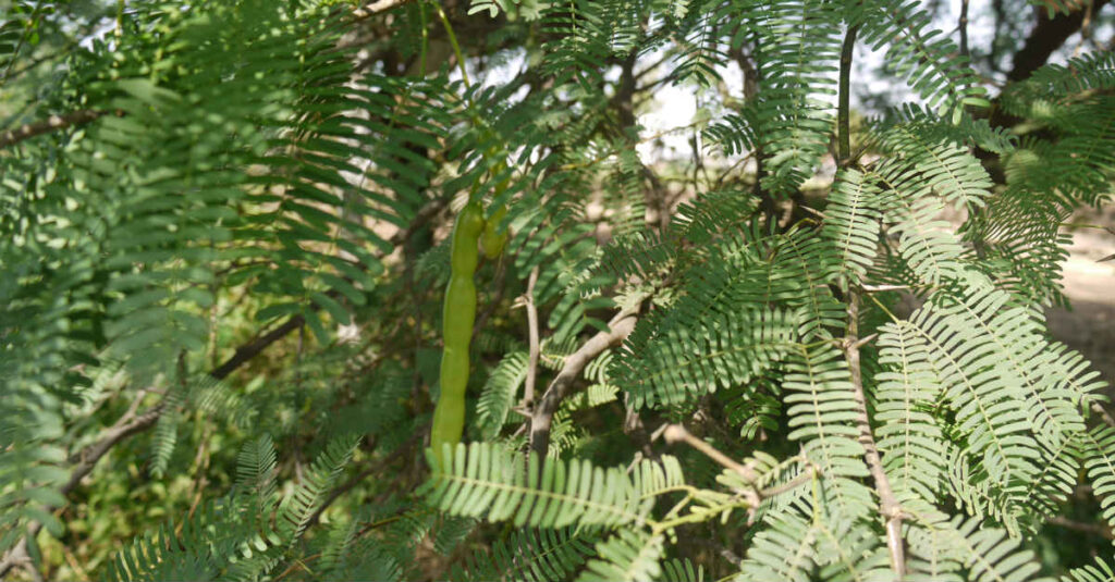 Planta algaroba: conheça seus benefícios e como usar