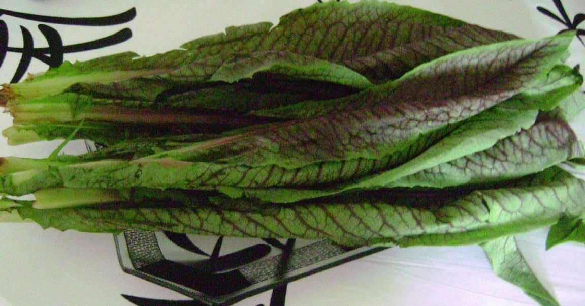 7 motivos para colocar almeirão na salada