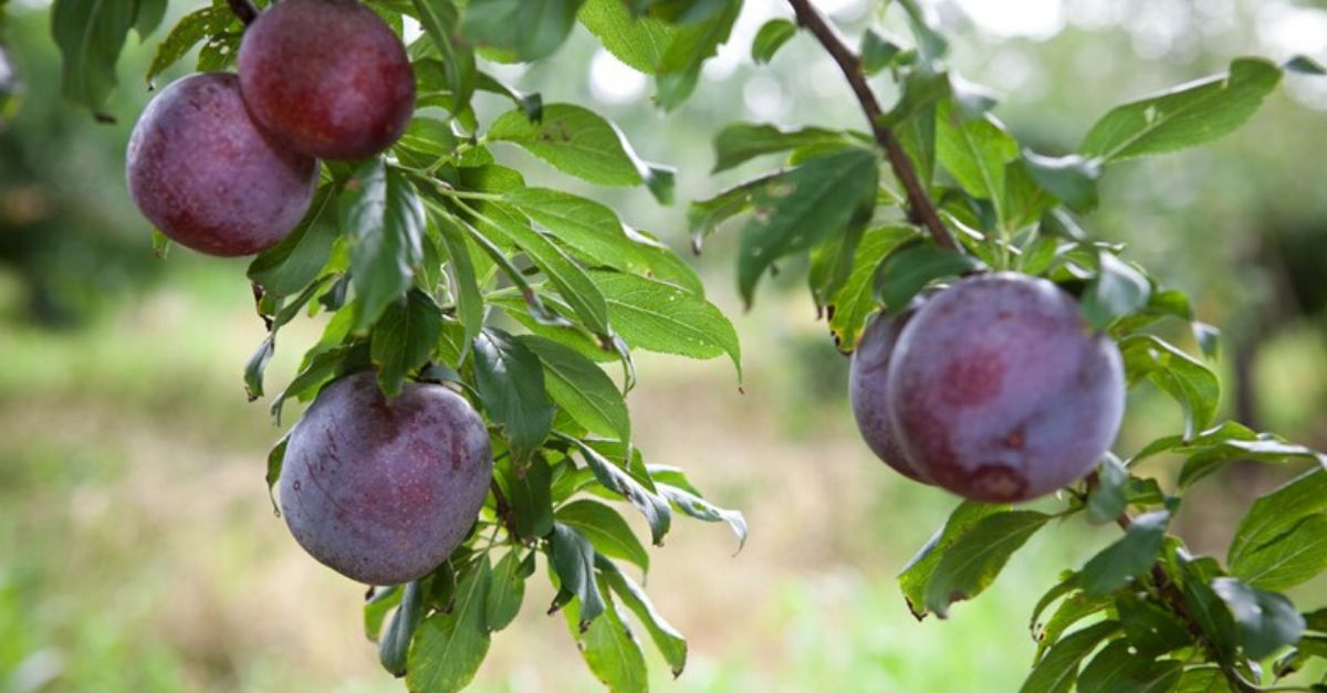 7 Benefícios da ameixa e dicas de como consumir no dia a dia