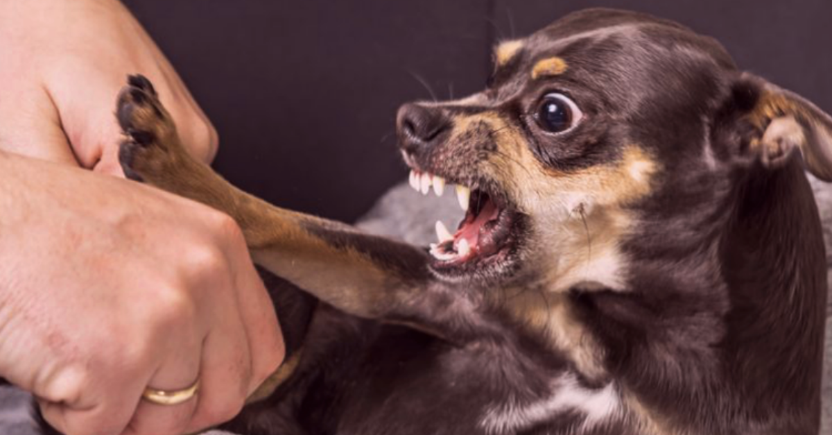 Estresse em animais: como identificar + dicas para tratar e prevenir