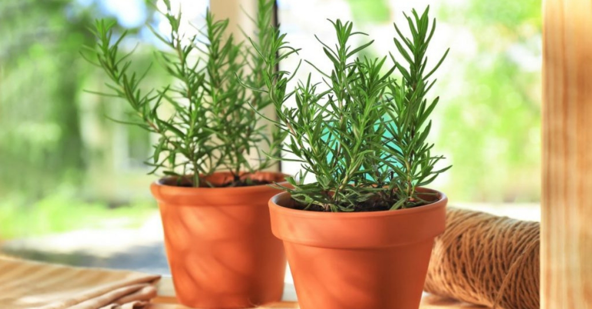Como plantar alecrim em casa